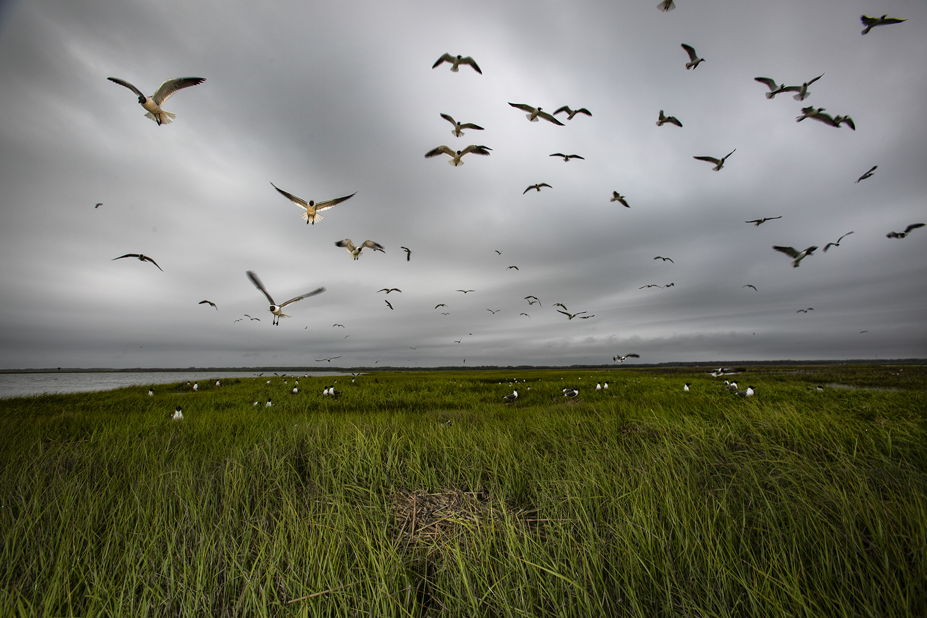 The Rise and Fall of the New Jersey Seagull